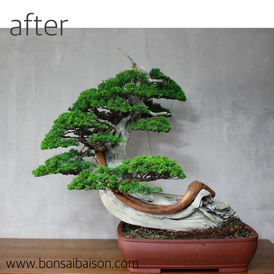 Il bonsai della grande onda di Kanagawa - Bonsai Empire