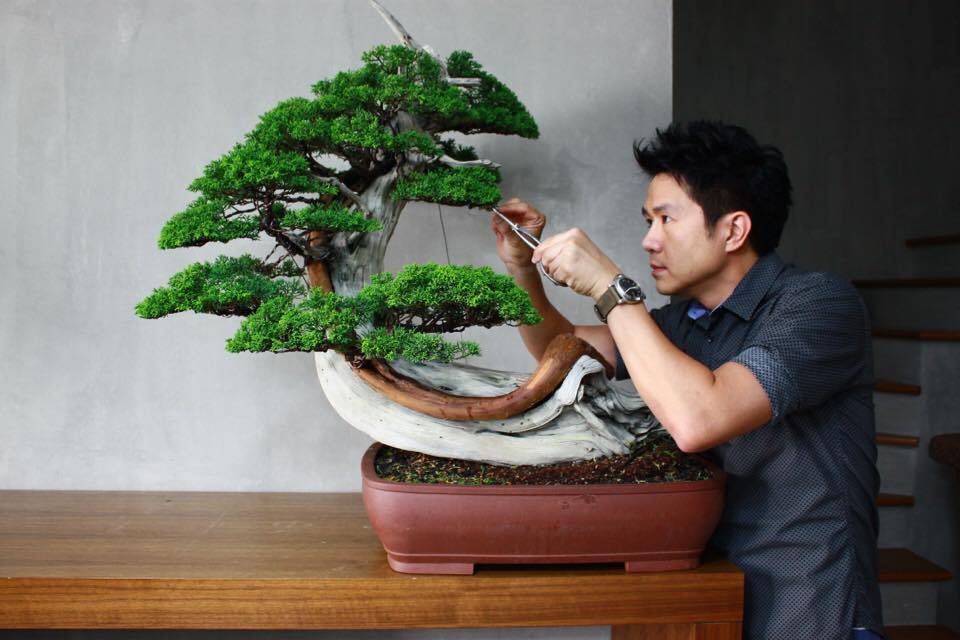 Il bonsai della grande onda di Kanagawa - Bonsai Empire