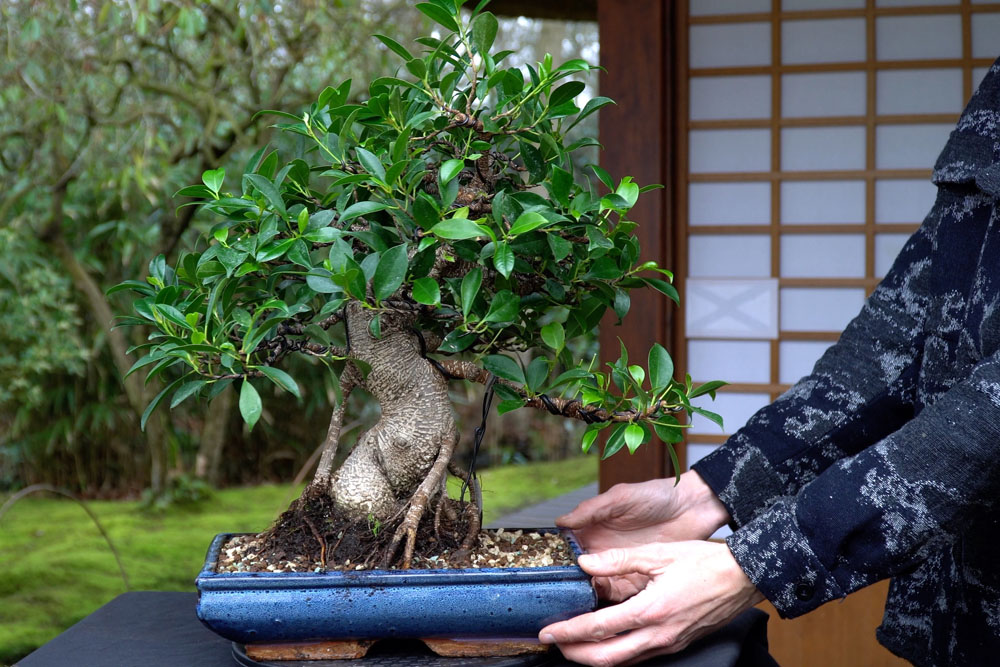 Creare un bonsai di Ficus - Bonsai Empire