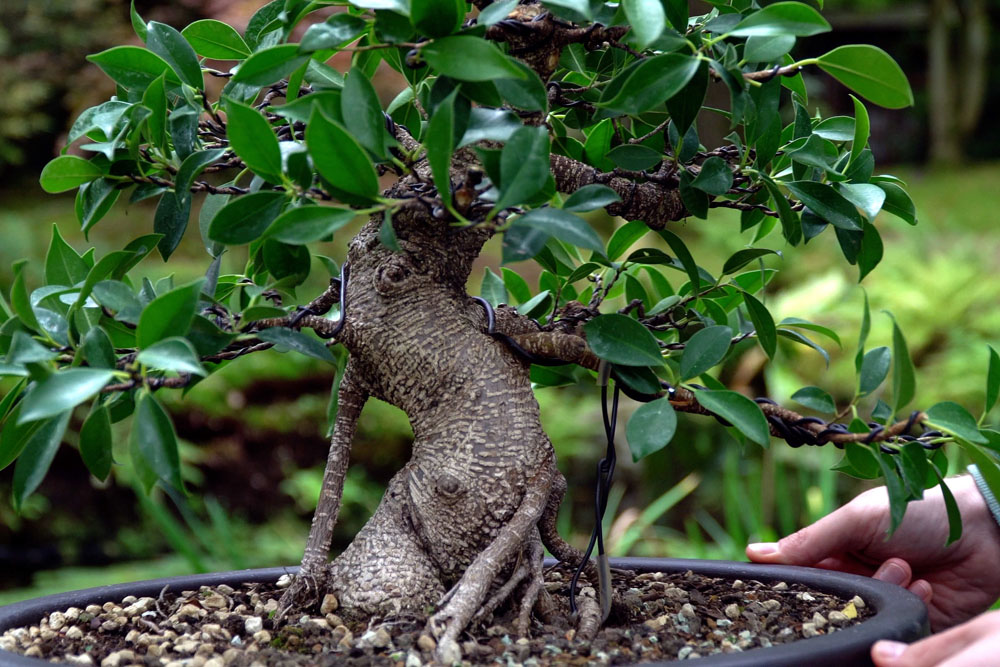 Creare un bonsai di Ficus - Bonsai Empire