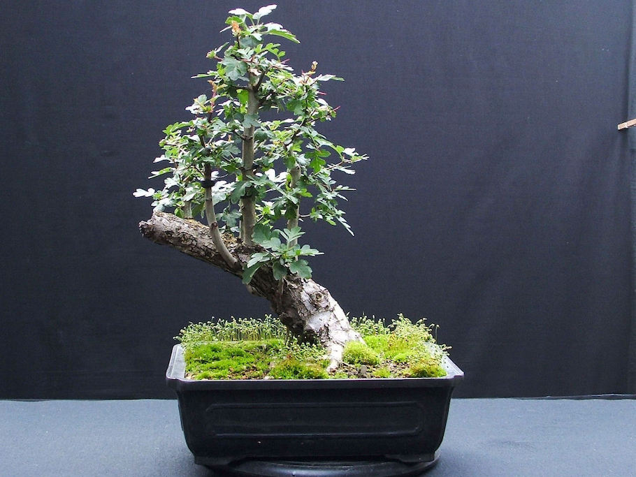 Un biancospino in stile a zattera - Bonsai Empire