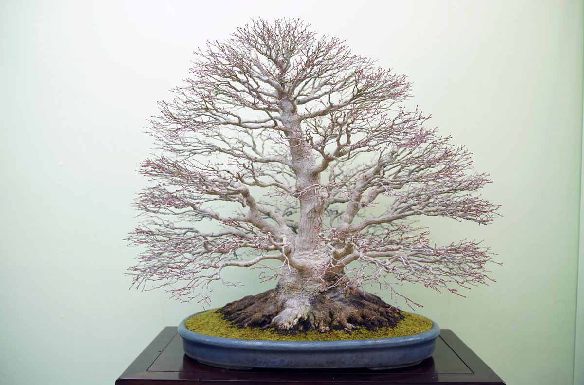 Taikan Ten 2018 - Bonsai Empire