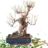 La defogliazione dei Bonsai, potare di foglie per ridurne la dimensione ...