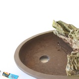 Come creare un Bonsai su roccia - Bonsai Empire