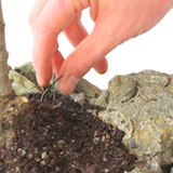 Come creare un Bonsai su roccia - Bonsai Empire