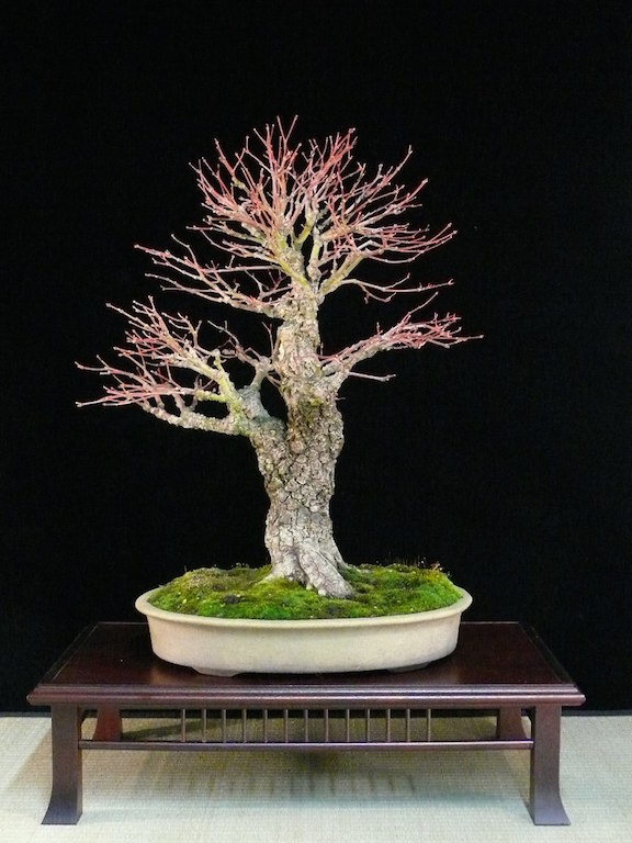 Acero giapponese (Acer Palmatum) - Bonsai Empire