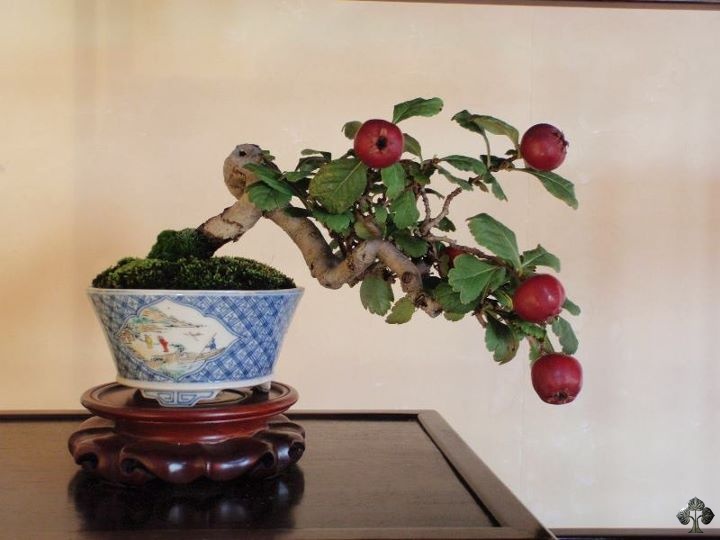 Melo Selvatico (Malus) - Bonsai Empire