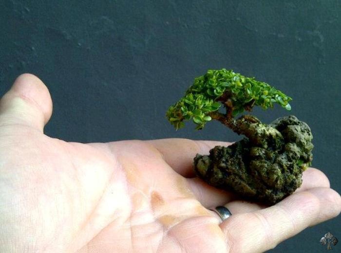 Top 10: Bonsai più piccoli - Bonsai Empire